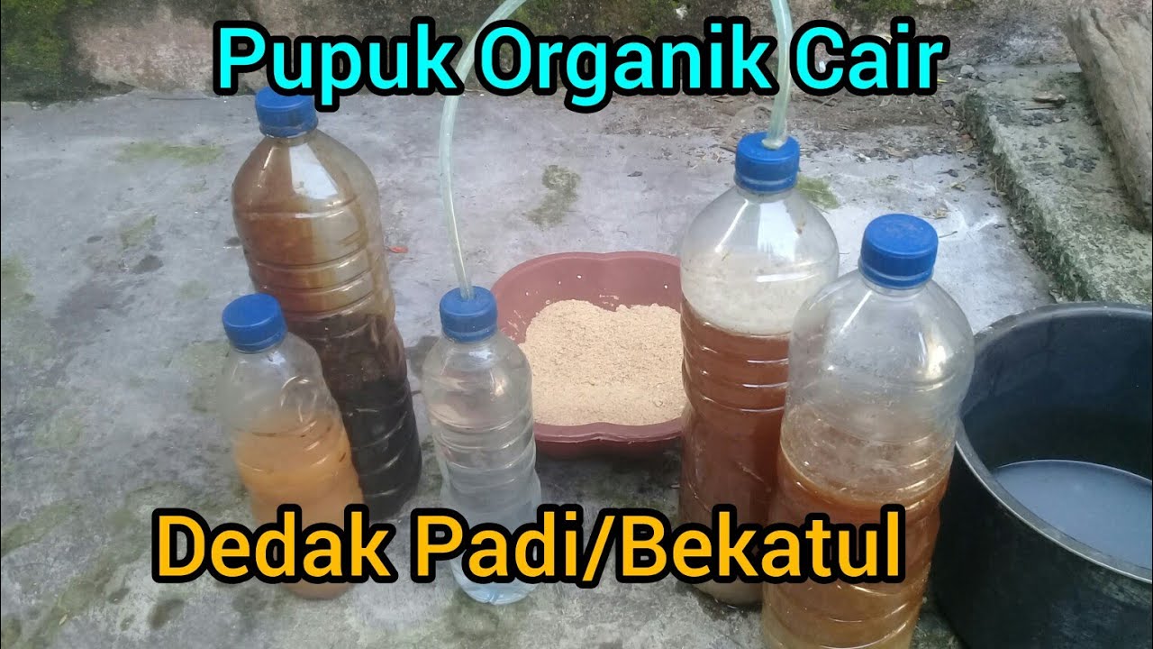 Cara Membuat Pupuk Organik Cair (POC) Dari Dedak Padi/Bekatul - Cara ...