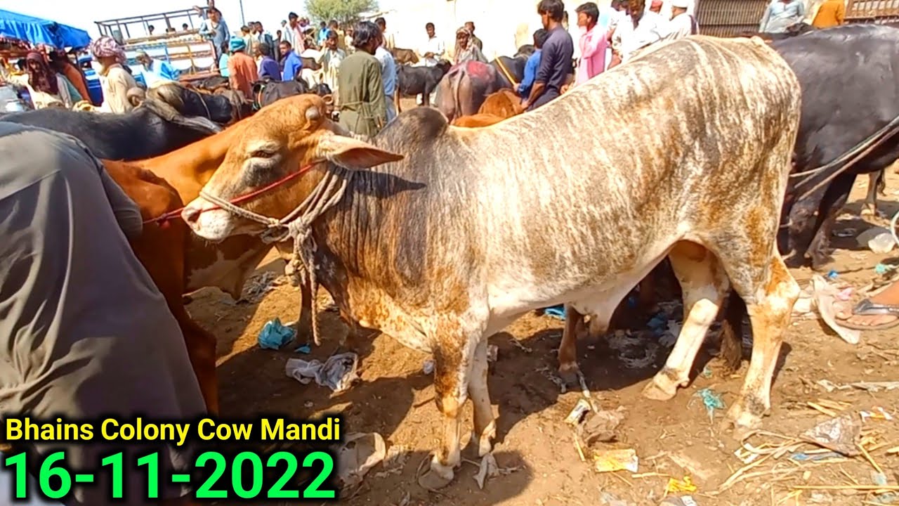 Bhains Colony Mandi Karachi Cattle Updates 16-11-2022| Shera Print In ...