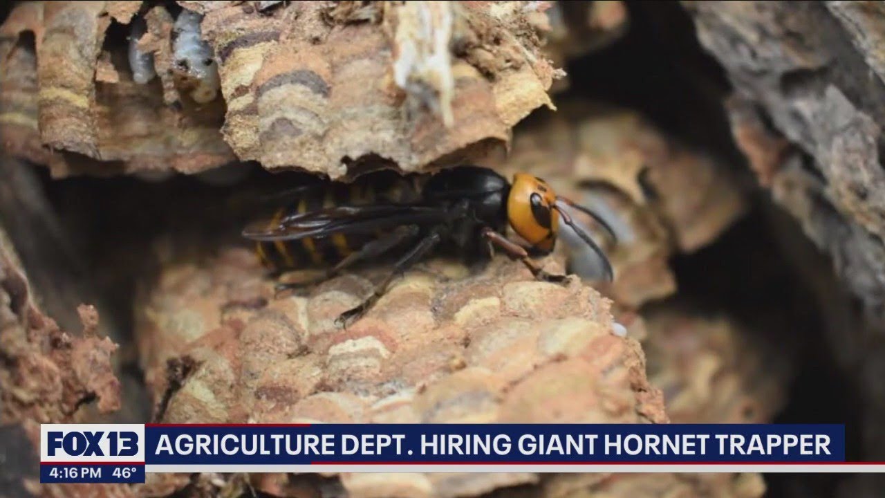 Washington hiring Giant Hornet trapper willing to work with 'live ...