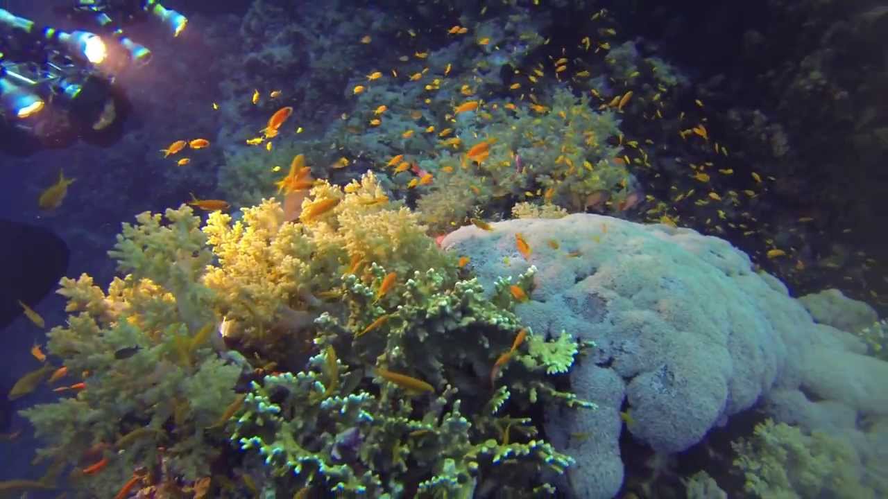 ELPHINSTONE 1 Croisière Mer Rouge plongée BDE Mardi 3/12/2013 matin ...