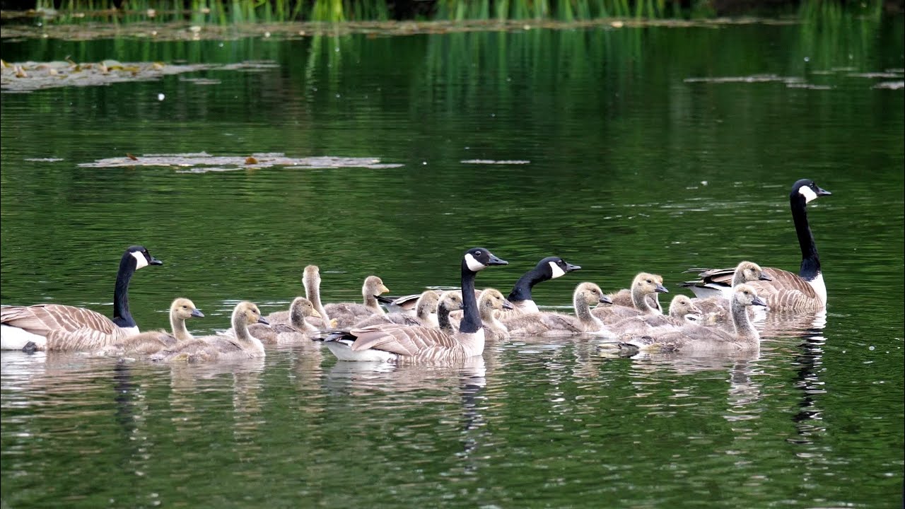 Canada Goose Nursery - YouTube