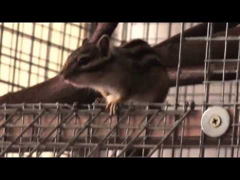 Animal Funny Videos - Burunduk Chipík - sound