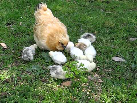 missing hen found with ten baby chickens.AVI - YouTube