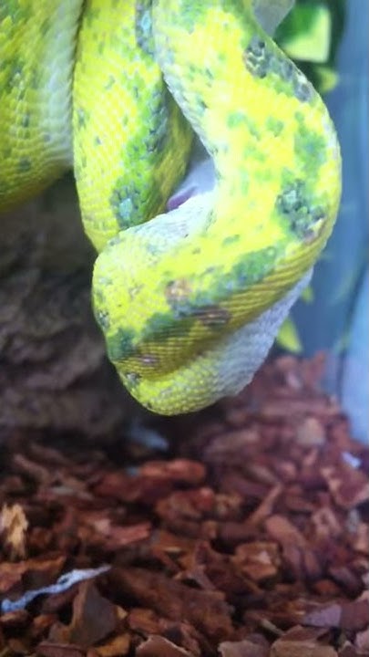 Feeding baby green tree python - YouTube