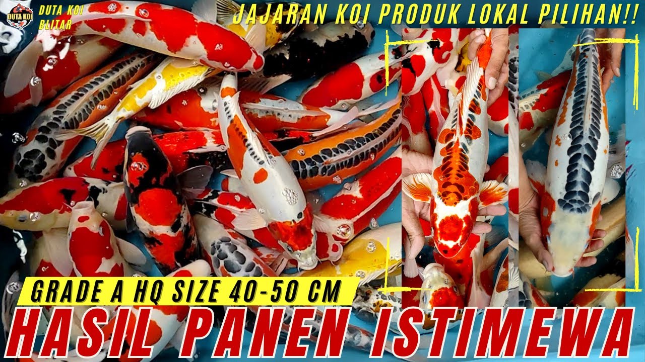 KUALITASNYA GAK MAIN MAIN!! KOI GRADE A HQ SIZE 40-50 CM!! JAJARAN PRODUK LOKAL PILIHAN!! - YouTube
