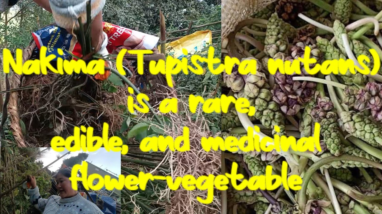 planting nakima for my small kitchen garden#dailyvlog #villagelife # ...