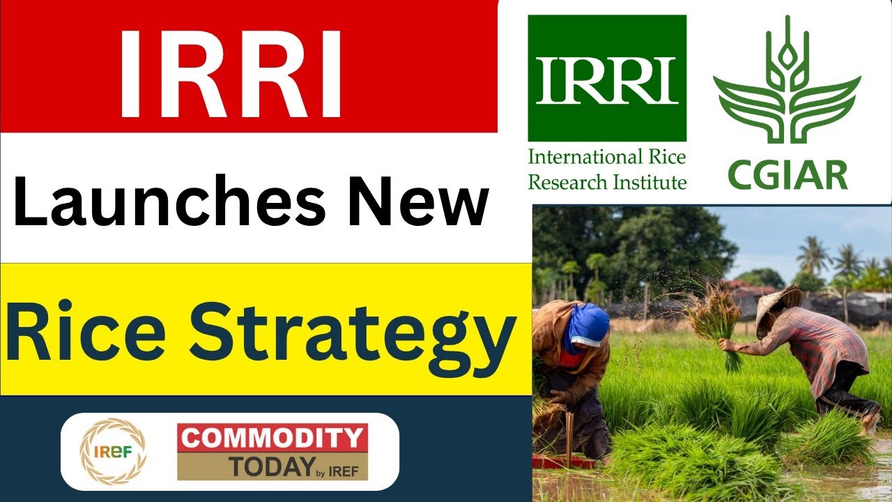 IRRI Launches New 2025–2030 Rice Strategy #irri #riceindustry # ...