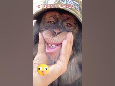 Monkey refuses Offer#Filipino daily life# comedy##pinoy funny facts # trivia facts#shorts - YouTube