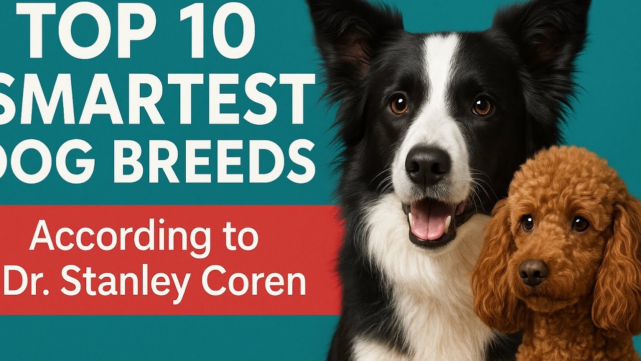 Top 10 Smartest Dog Breeds According to Dr. Stanley Coren #dog - YouTube