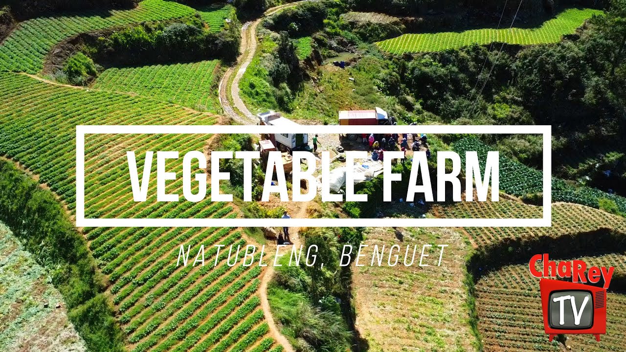 Vegetable Farm at Natubleng Benguet | ChaRey TV - YouTube