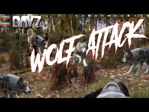 Wolf attack | Dayz - YouTube