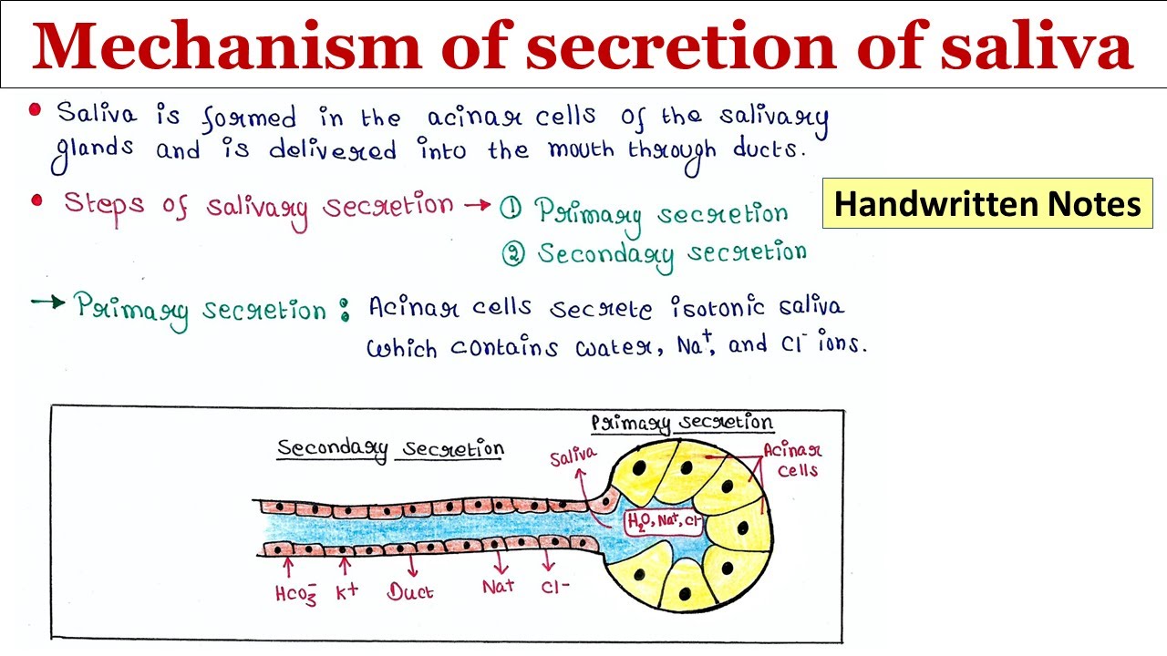 Mechanism of secretion of saliva | Handwritten notes - YouTube