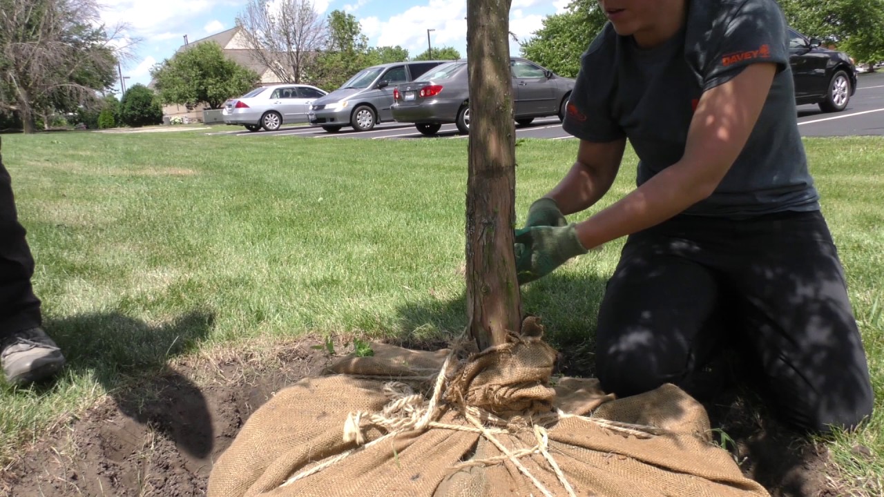 Best Practices - Tree Planting Part 2 - YouTube