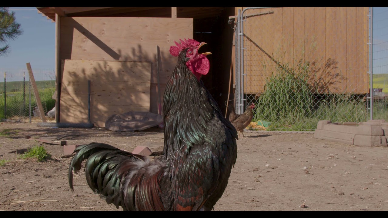ChickenZilla | Rooster Crowing in slow motion - YouTube