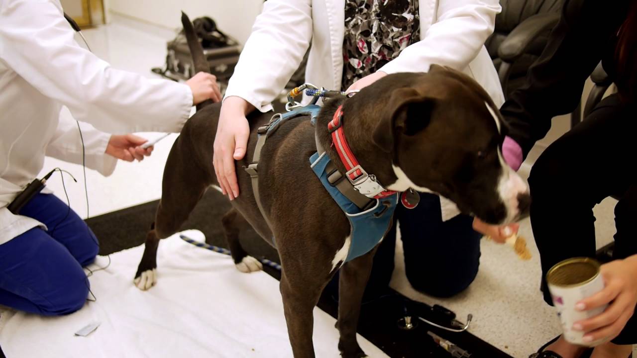 Safe Handling Dogs For A Physical Exam YouTube safe-handling-dogs-for-a-physical-exam-youtube
