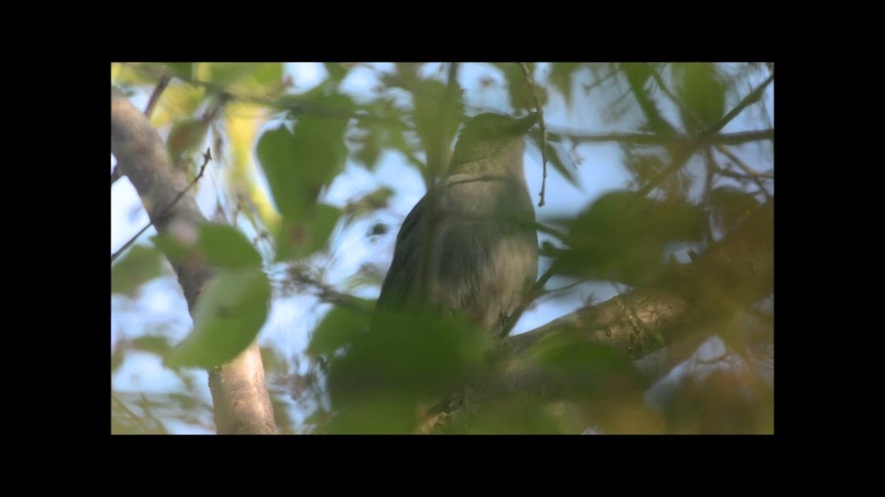 gray catbird singing - YouTube