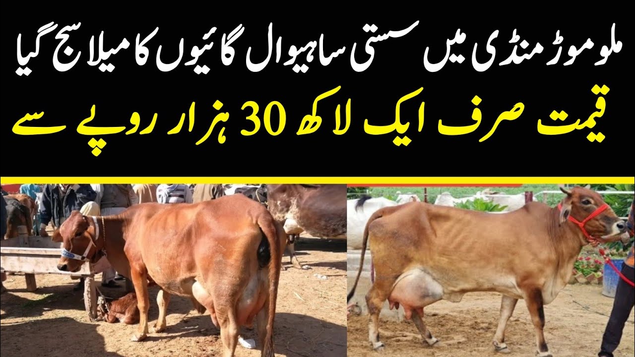 Sahiwal Cow In Pakistan | Malumor Mandi Jhang | Cow Fresh Rates Update ...