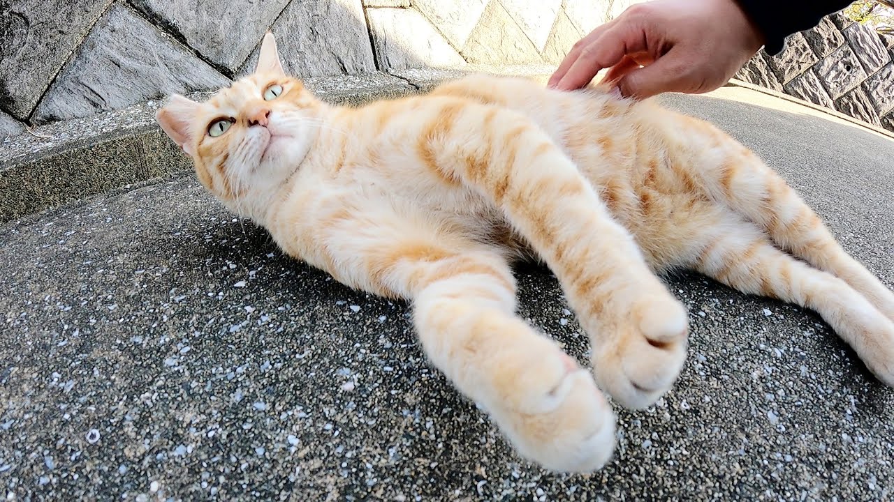 Two orange cats relax together - YouTube