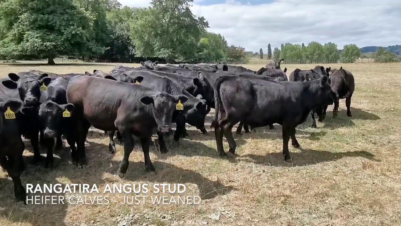 Rangatira Angus Stud Dispersal Sale - 22nd March 2021 - YouTube