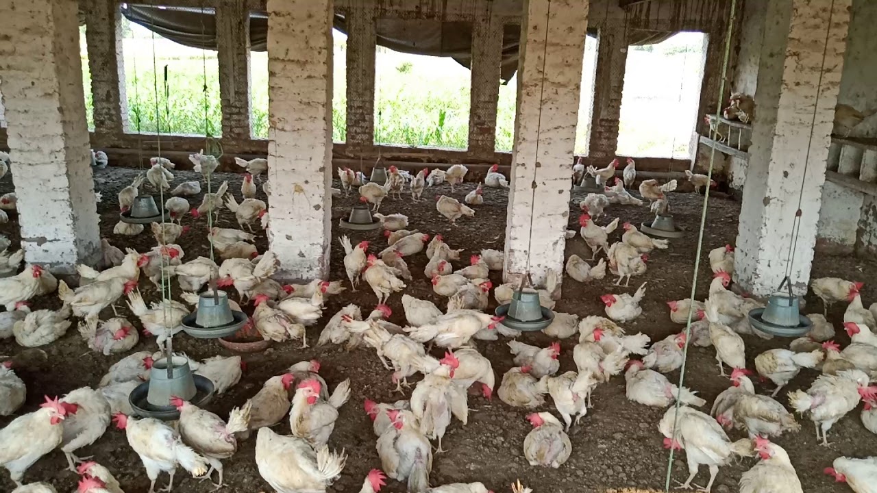 Layer farming updates 22/10/2019 - YouTube