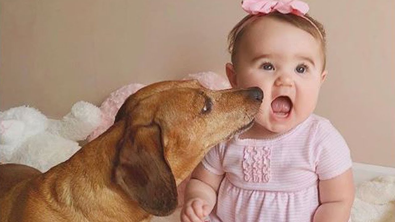 Cutest Babies Playing With Dogs Moments - Baby and Pet Vines - YouTube