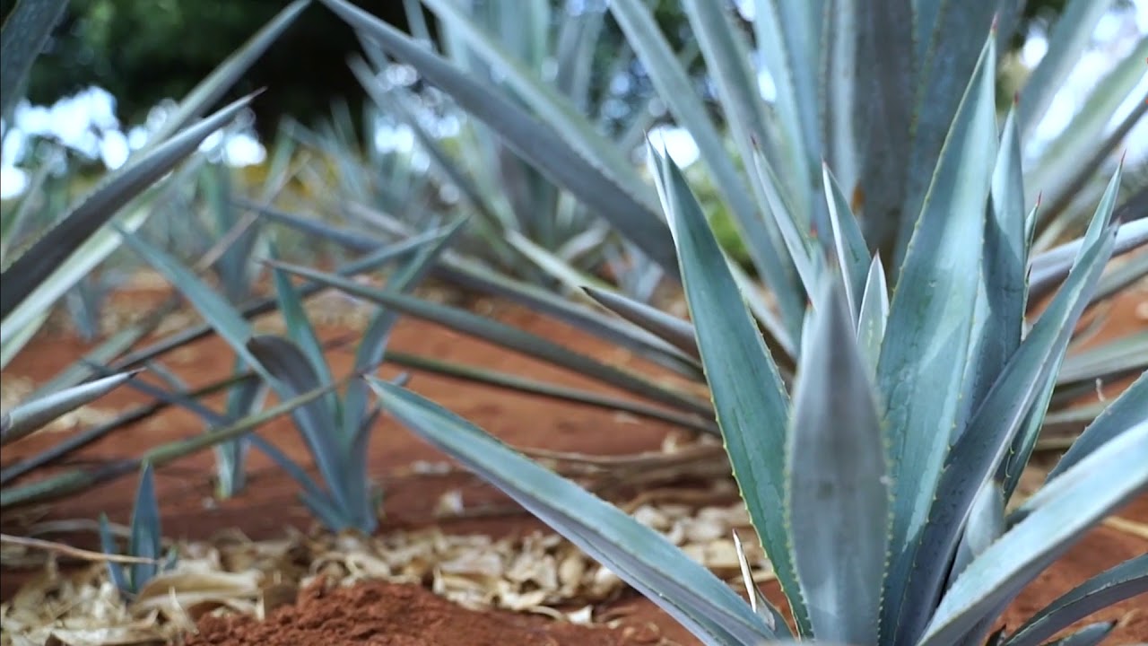 Fondo Cultivo Agave - YouTube