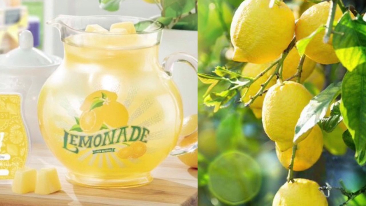 Scentsy Lemonade Pitcher and Squeeze the Day Scent for June 2019 - YouTube