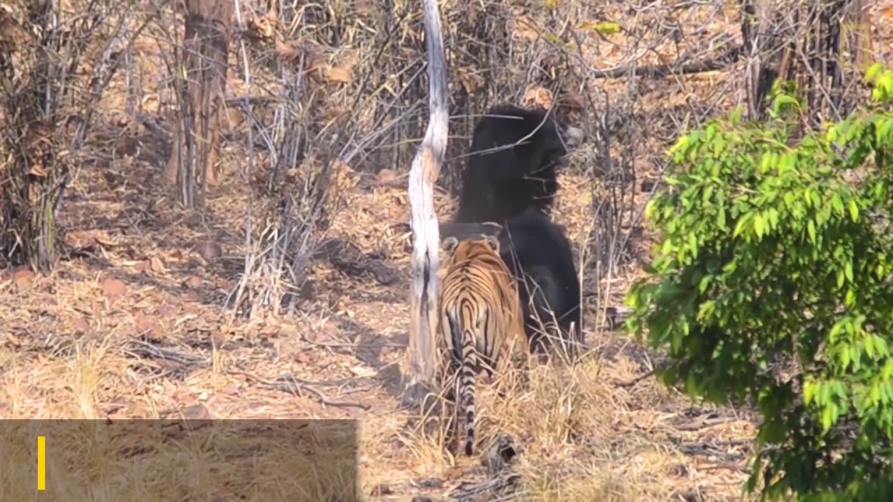 Tiger fighting Sloth bear - YouTube