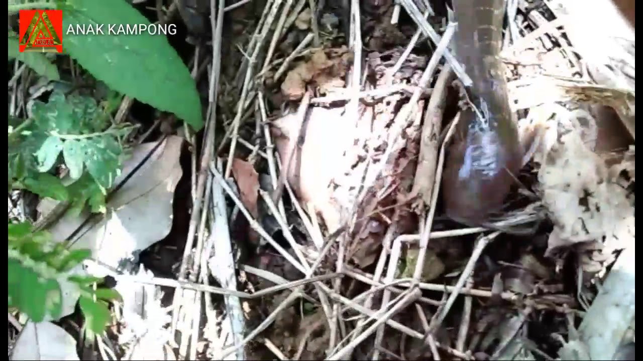 Gabus kotes. Ikan seribu manfaat - YouTube