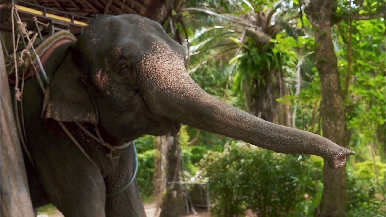 The Elephant's Girl by Celesta Rimington book trailer - YouTube