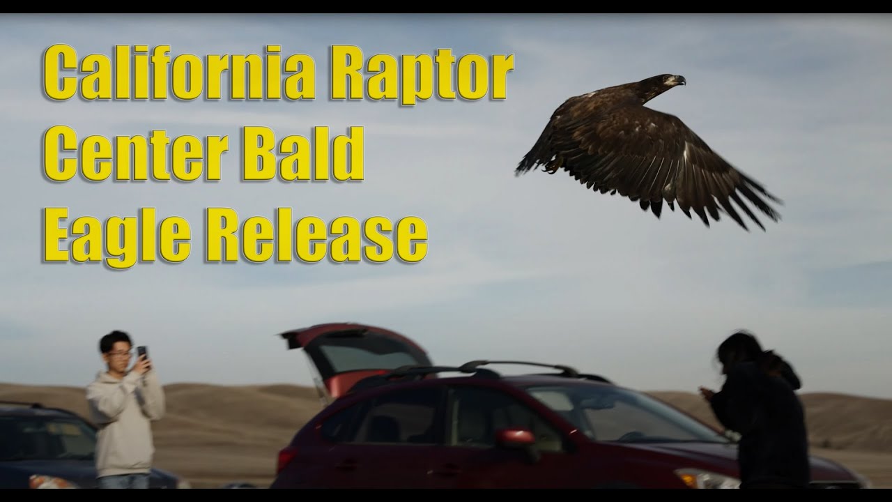 California Raptor Center Bald Eagle Release - YouTube