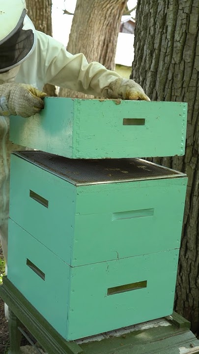 My bees are starting to store surplus honey! #beekeeping #beekeeper # ...