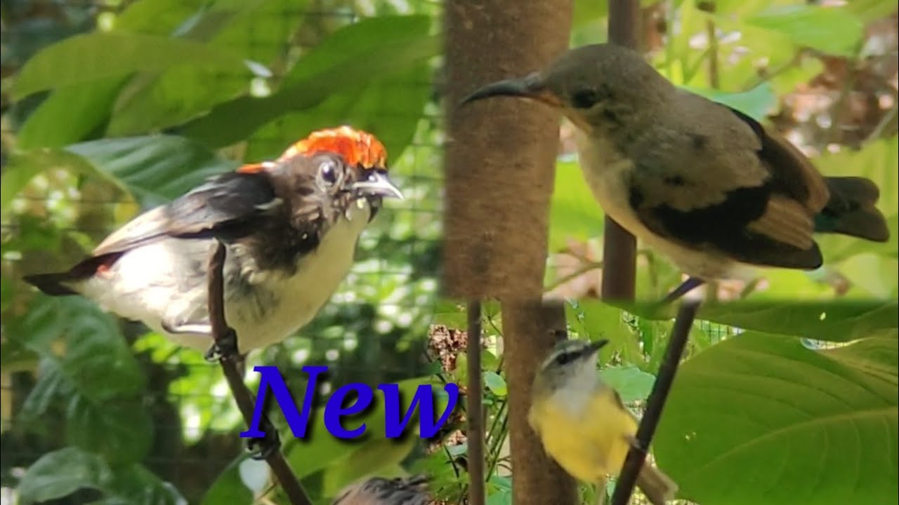 Small bird aviary , kandang Aviary burung kecil | Terbaru - YouTube