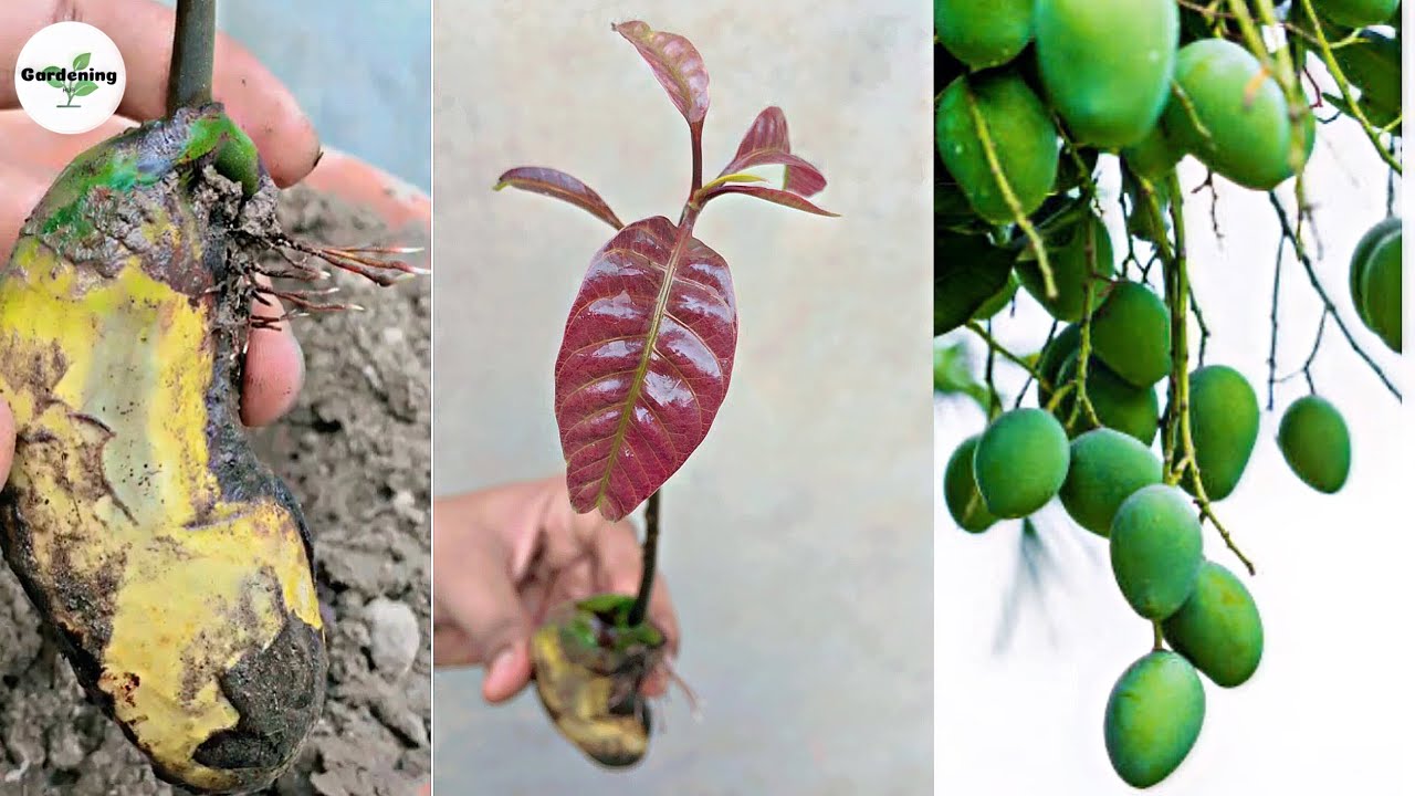 How to Grow Mango tree from Mango!🥭🌱💯 | Best way to grow Grow mango ...