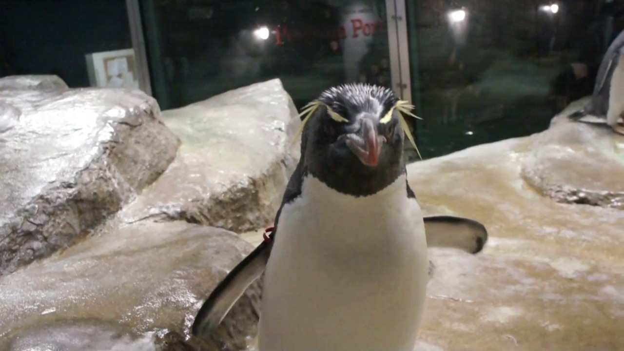 Meet the Penguins - YouTube