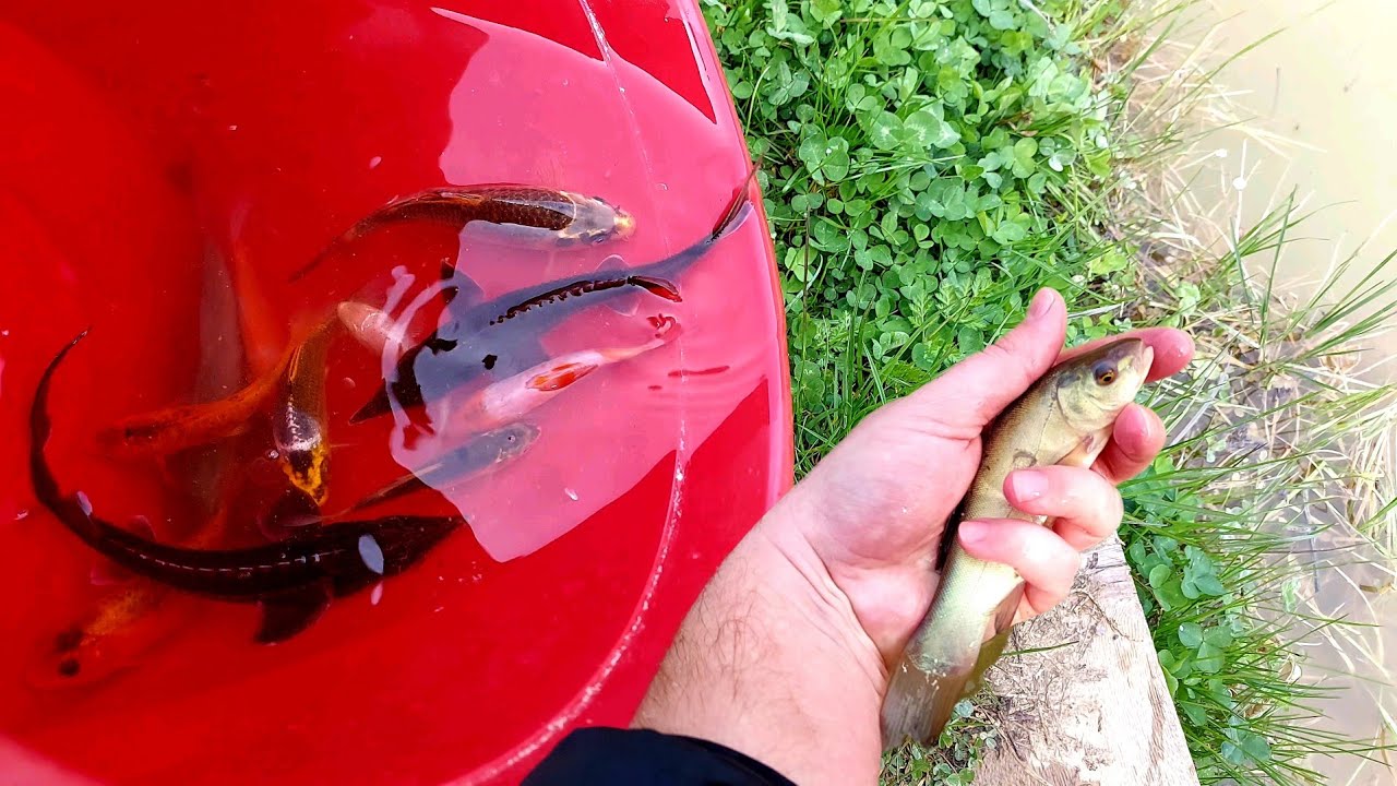 POPULARE CU PESTI SPECIALI IN BALTA DIN GRĂDINĂ - STURION , LIN SI CRAP ...