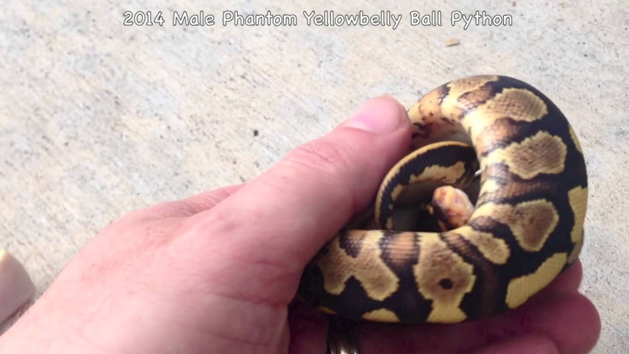2014 Male Phantom Yellowbelly Ball Python - YouTube