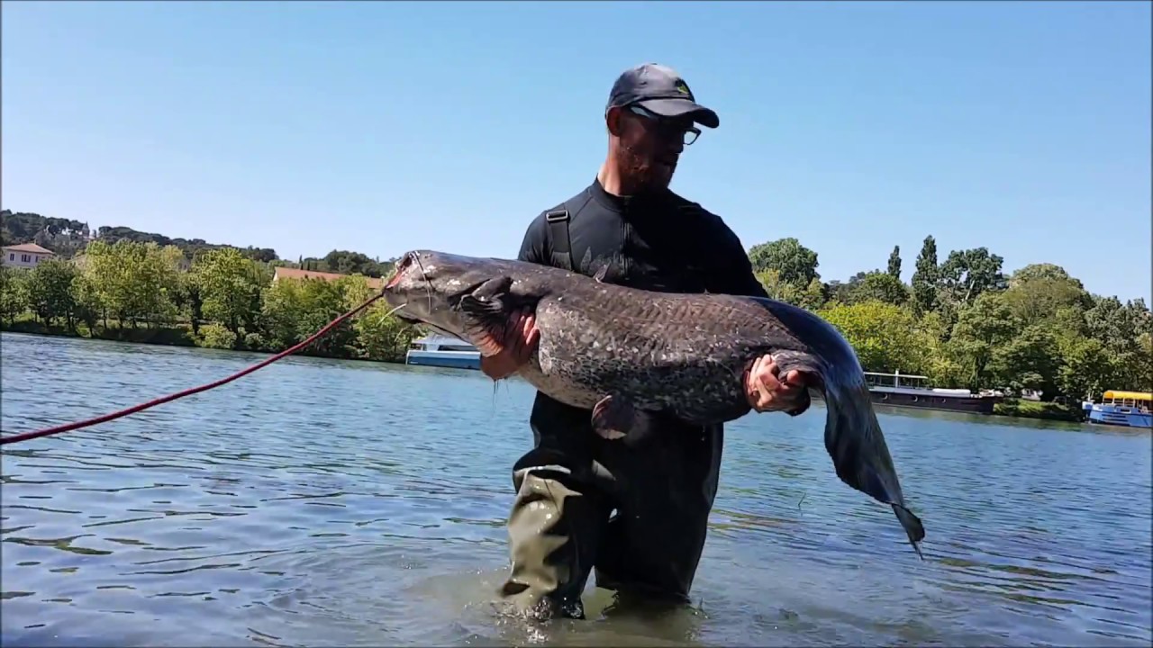 silure du Rhone 1m75 en float tube - YouTube