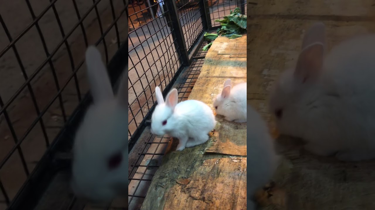 Rabbit bunny - YouTube