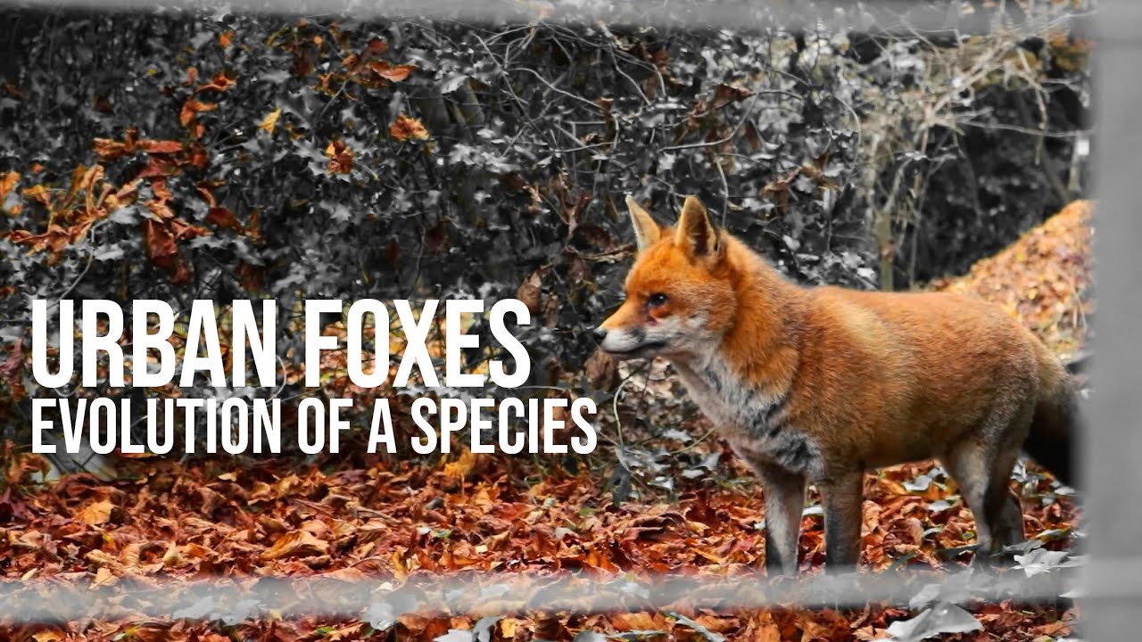 Urban Foxes: Evolution of a Species - YouTube