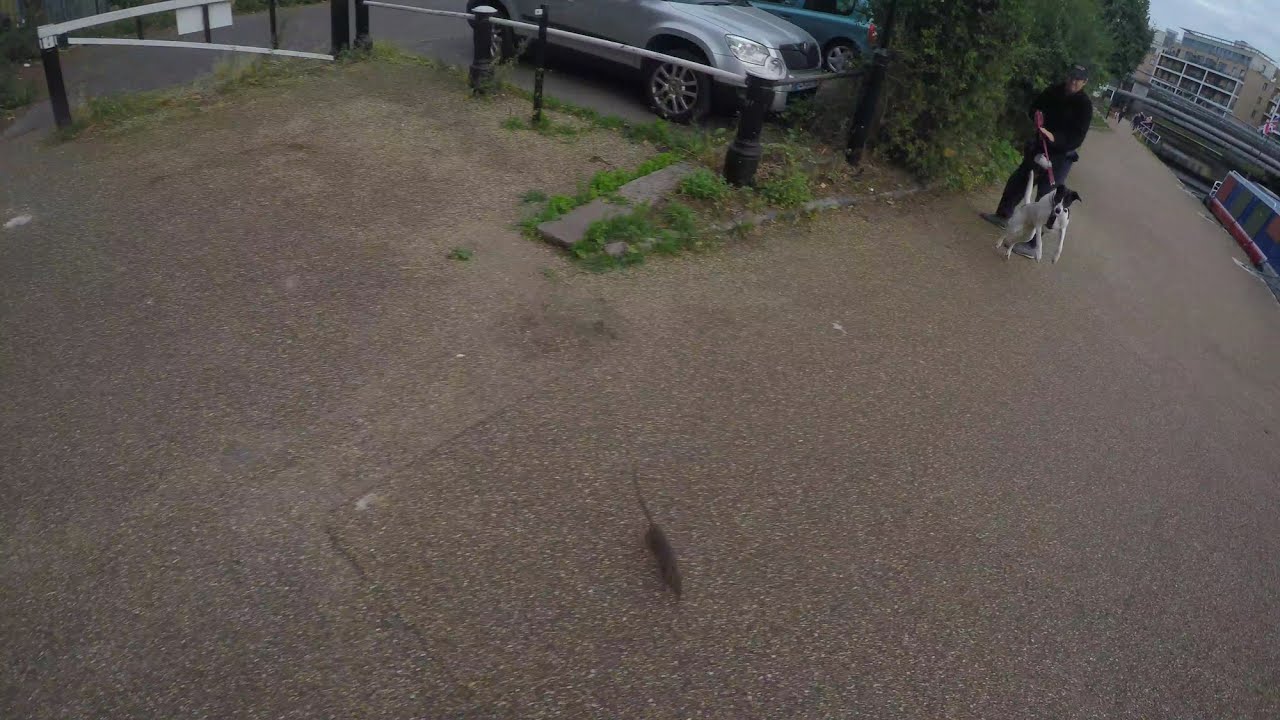 Dog Vs Rat - Caught on GoPro - Rat Near Miss - London Cycle Cam - YouTube