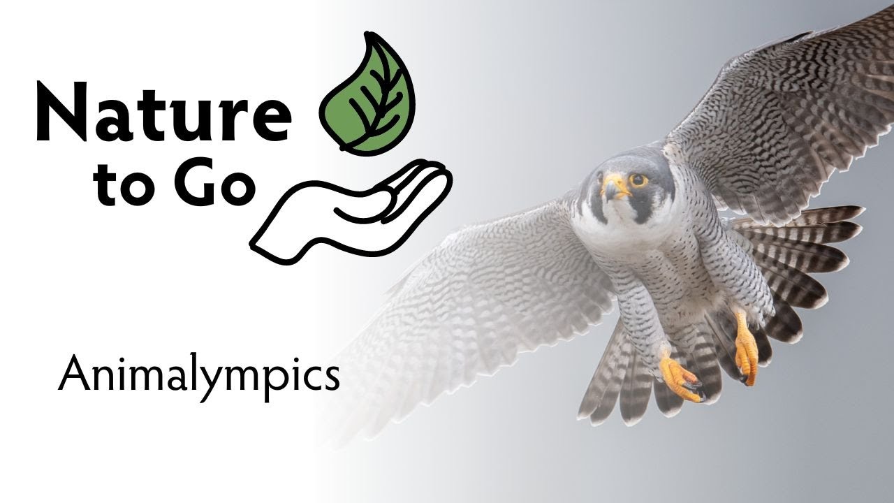 Nature to Go | Animalympics – Fastest, Strongest, Most Skilled Animals ...