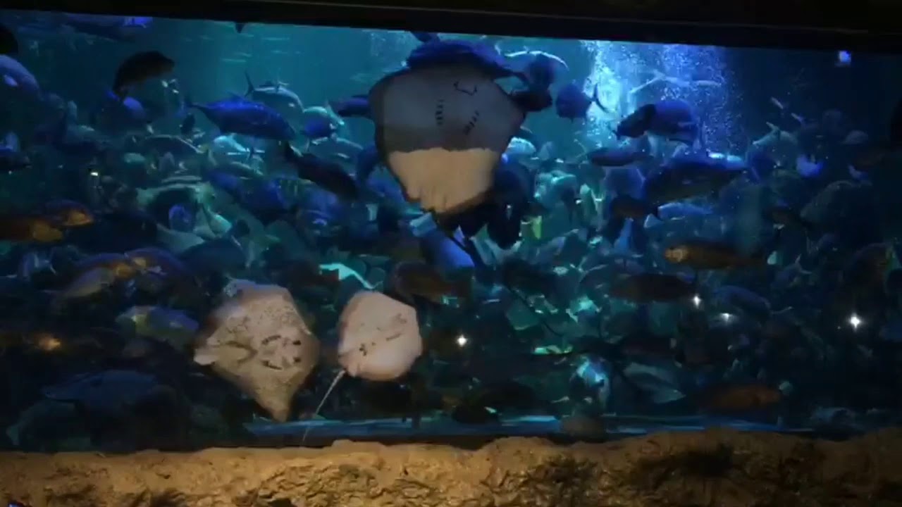 SeaWorld Ancol Indonesia - YouTube