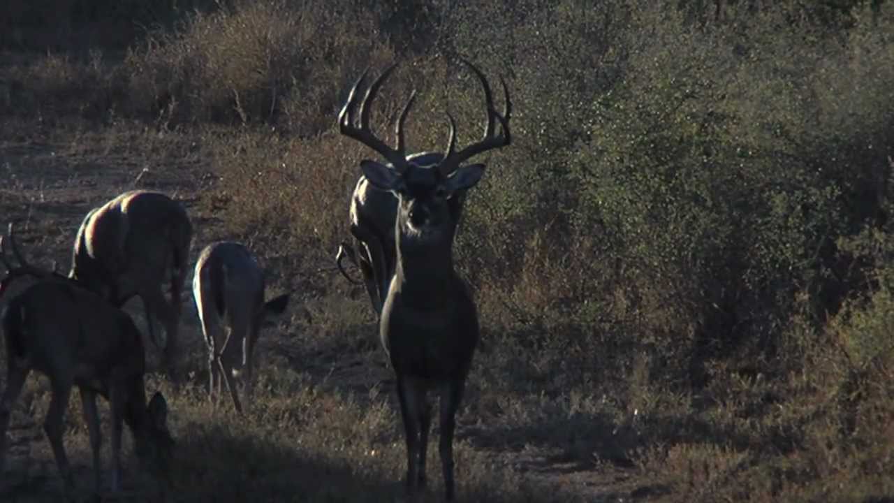 Whitetail Revolution Episode 1 - Extended Tecomate Trophy Tip - YouTube