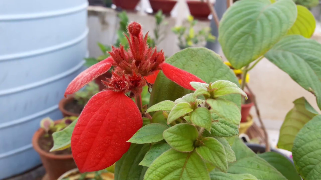 Best Flowering Shrub – Mussaenda Plant || Care of Mussaenda Shrub Plant ...