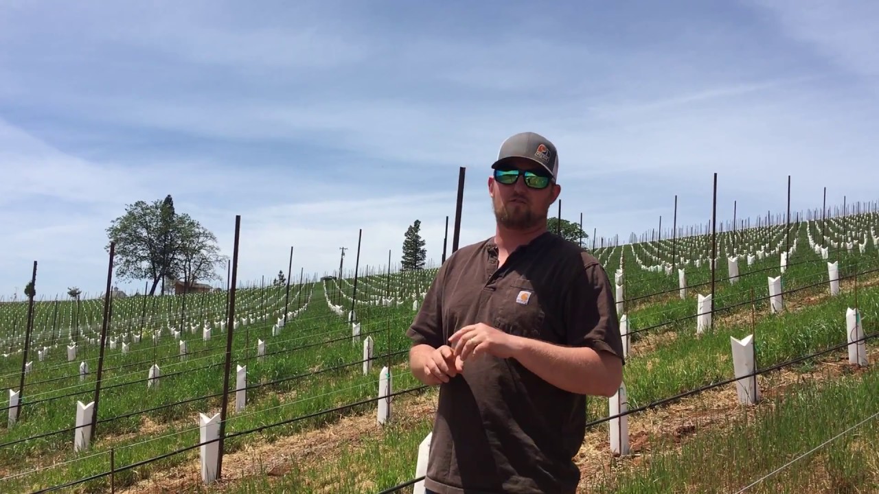 Cabernet Vineyards with Jonathan - YouTube