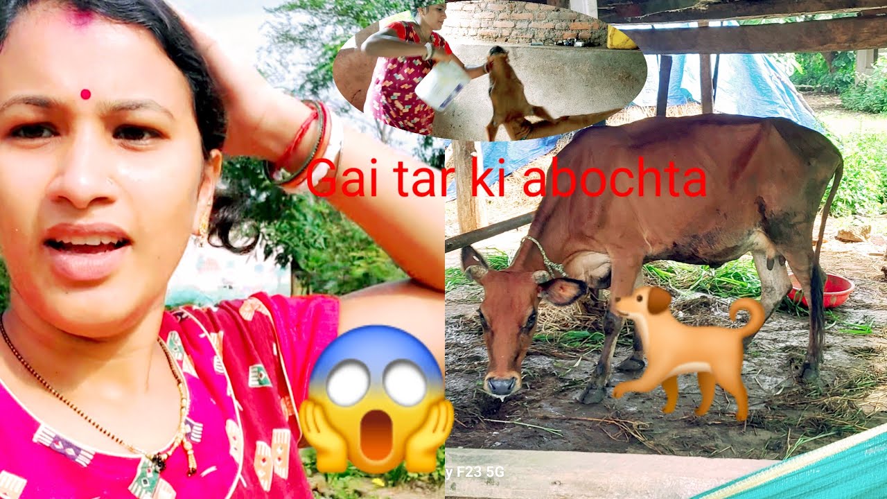 Gai 🐄ke kukure🐕 kamre a ki karlo 😱😭😭#Cow milkig vlogs @Kalyani vlogs ...