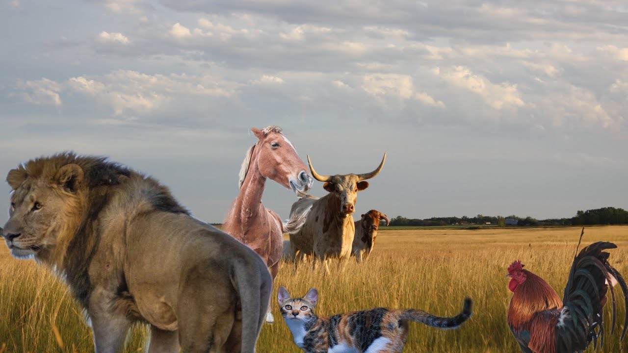 animals with their voices, there are cats, chickens, cows, horses ...