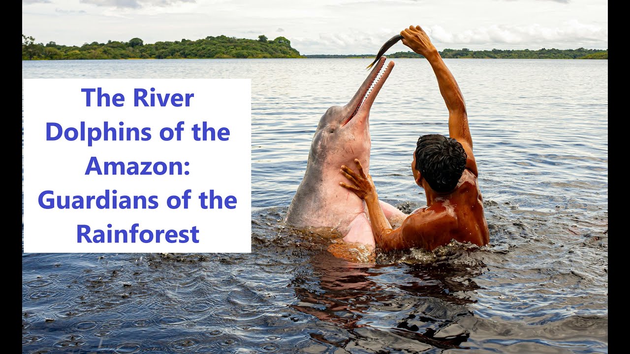 The River Dolphins of the Amazon: Guardians of the Rainforest - YouTube