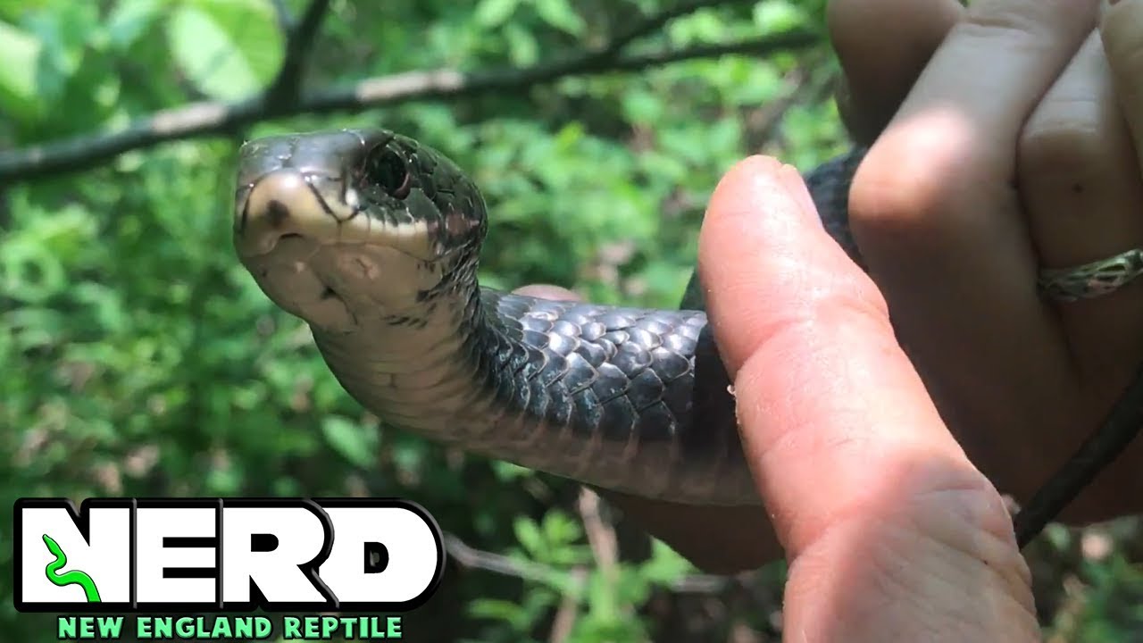 WATER SNAKES IN NEW HAMPSHIRE! - KEVIN'S NATURE ADVENTURES - YouTube